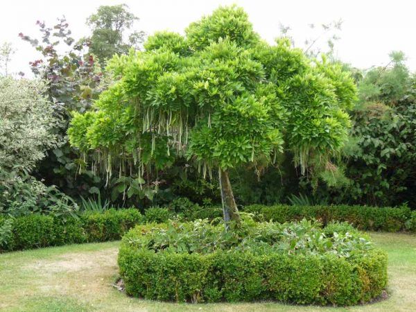 How to Select the Right Tree for Your Garden?